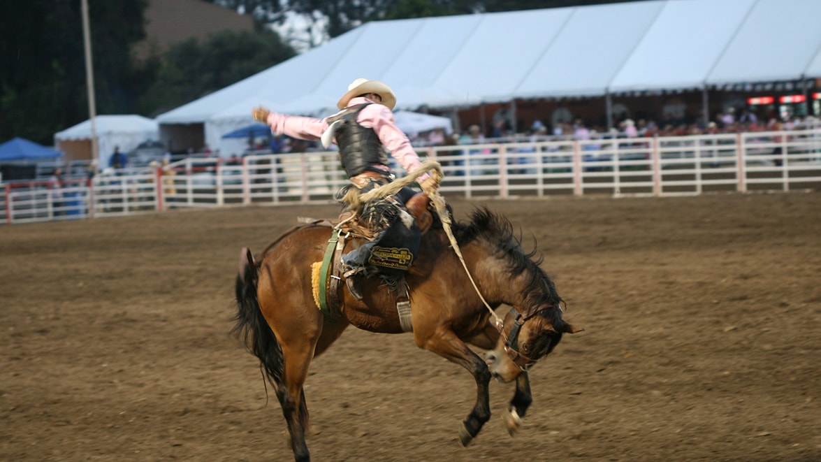 Rodéos en France : pourquoi ils ne devraient plus exister ? - Fondation ...