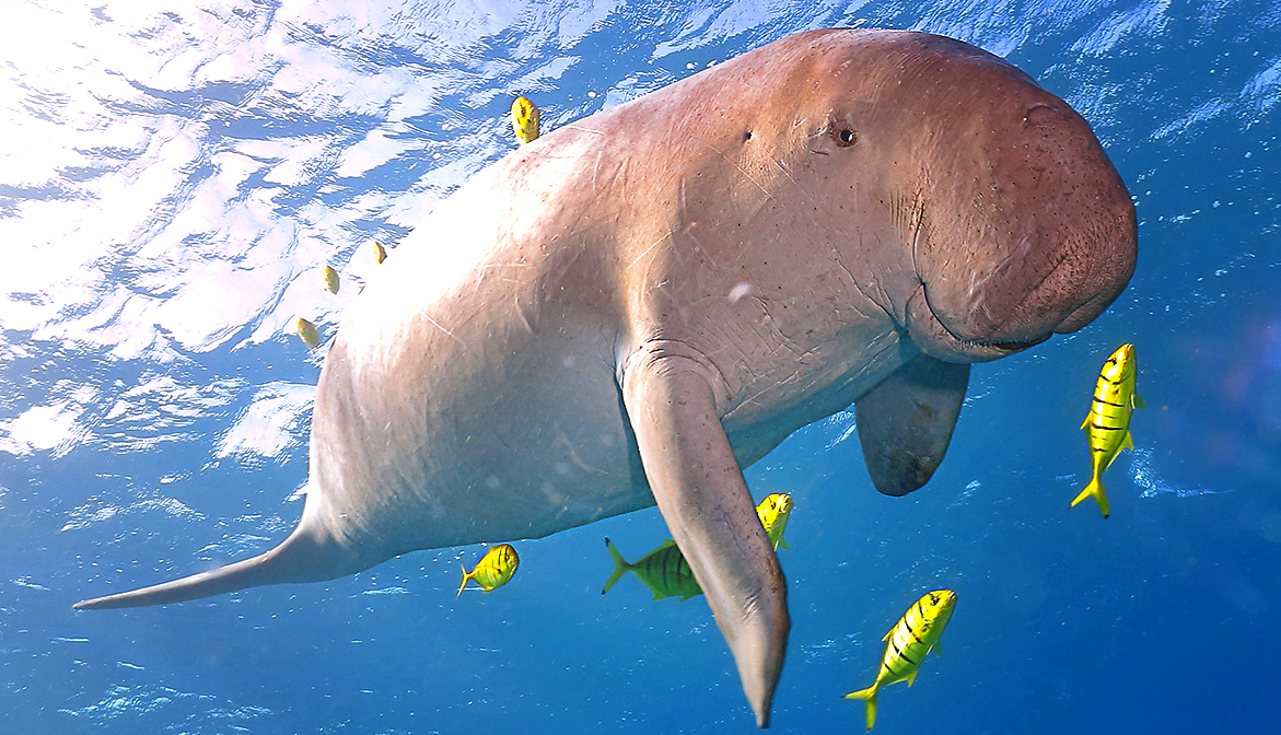 Journée mondiale de l’océan : mobilisons-nous pour les grands animaux ...