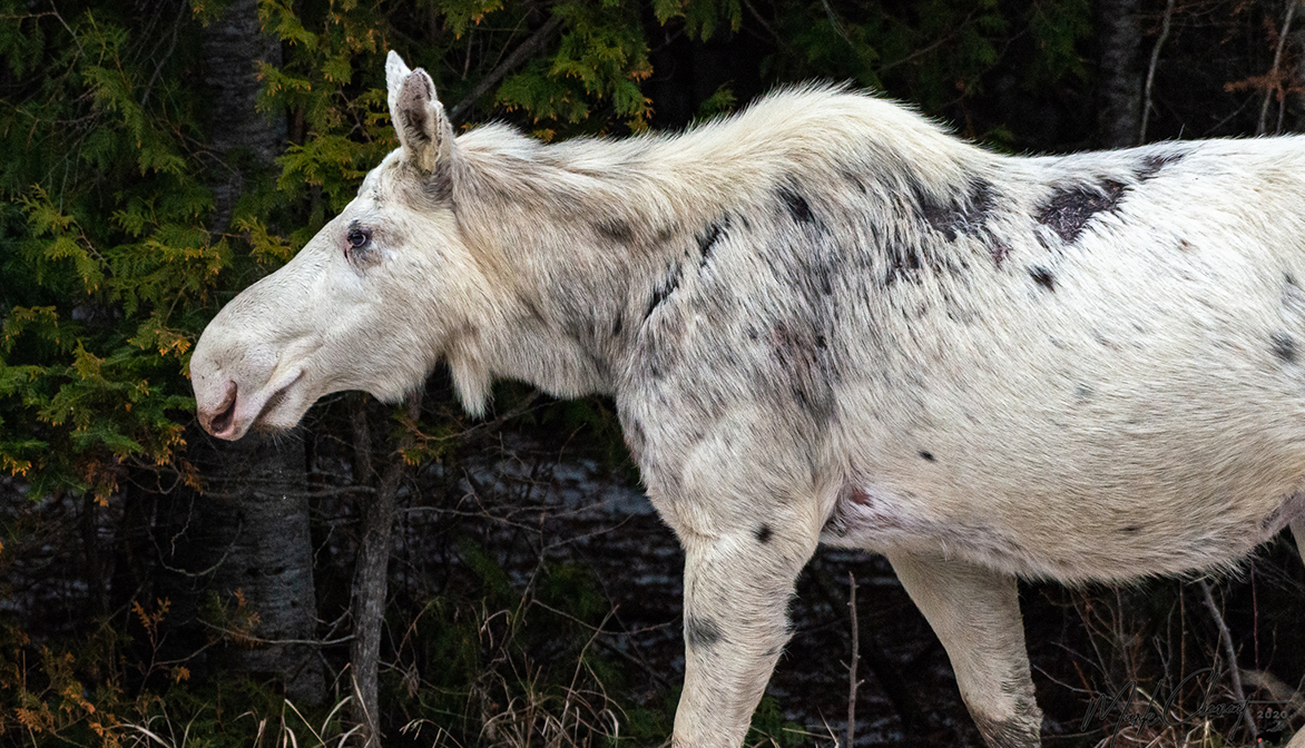 Majestueux et rare, un élan blanc victime de braconniers au Canada ...