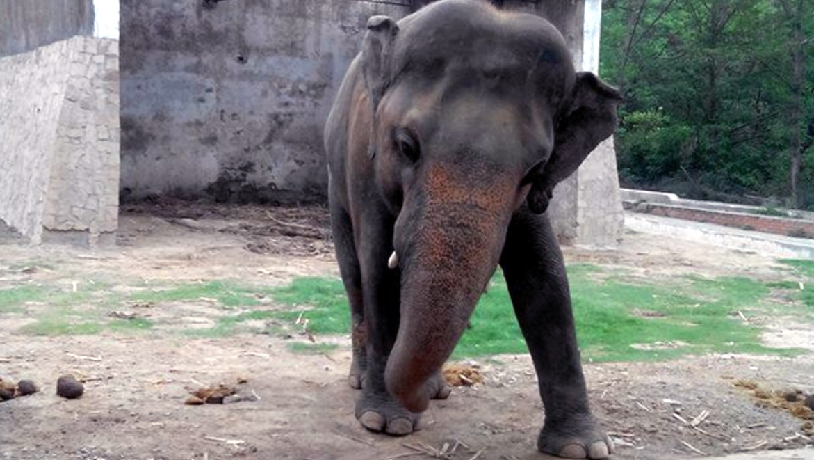 « L'éléphant le plus seul du Pakistan » va (enfin) sortir de l'enfer ...