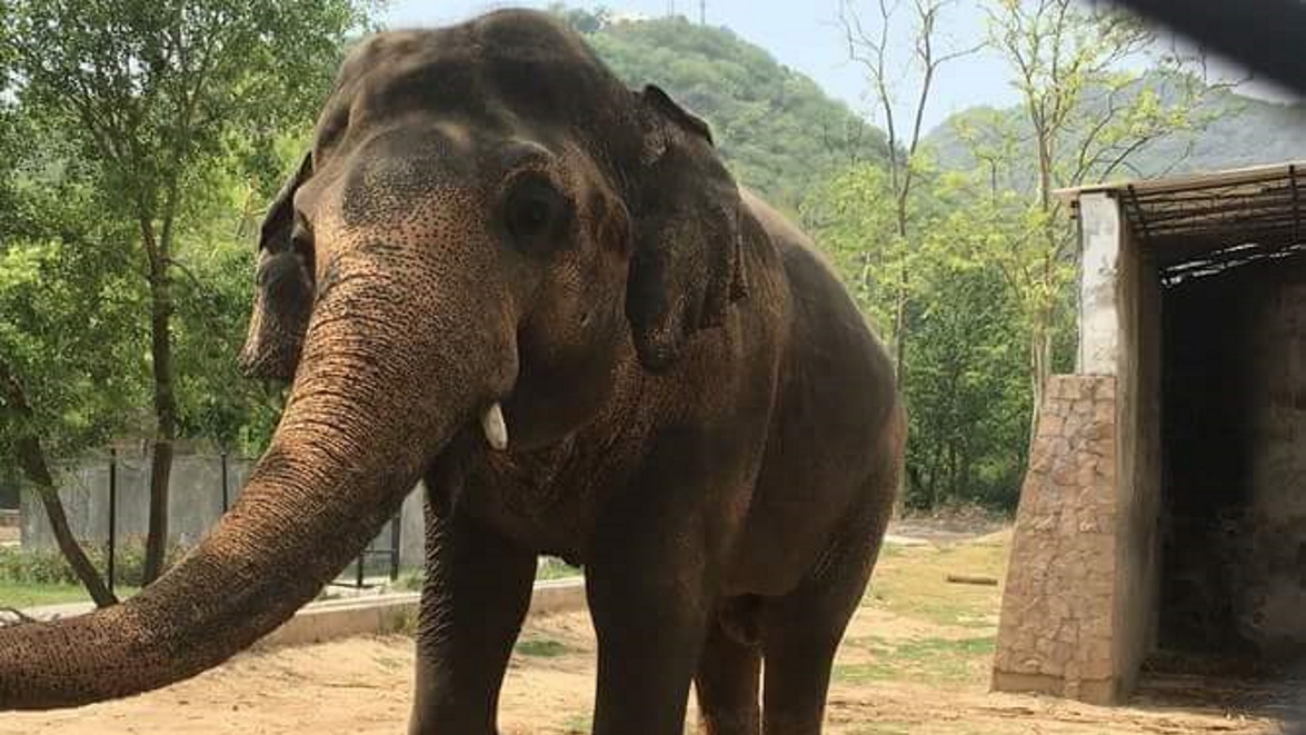 Transfert imminent pour l’éléphant Kaavan : maltraité au Pakistan, il s ...