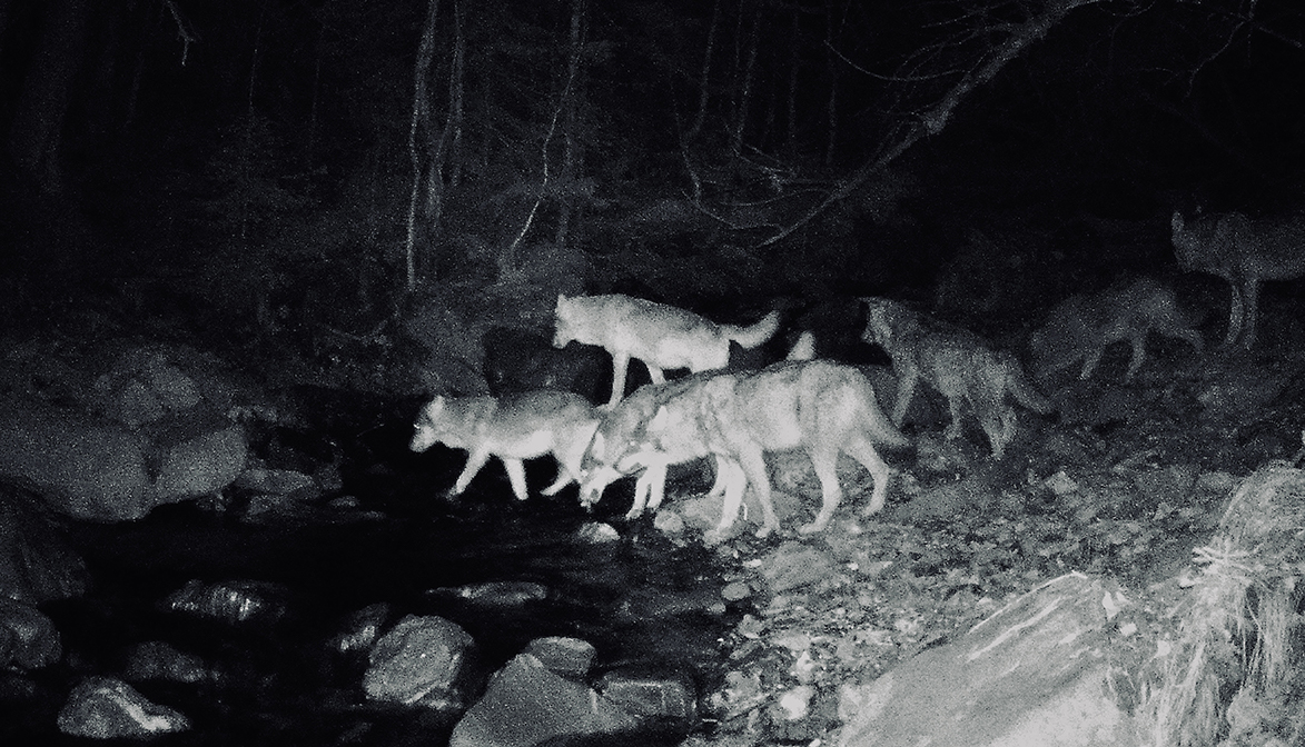 L’une des plus vieilles meutes de loups en France captée par un ...