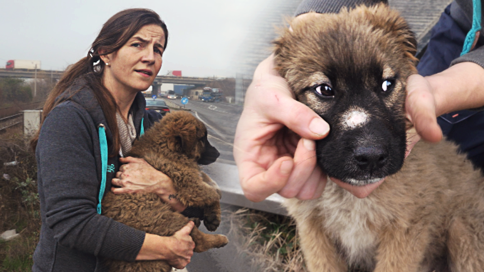 Roumanie : Au secours des chiens des rues - Fondation 30 Millions d'Amis