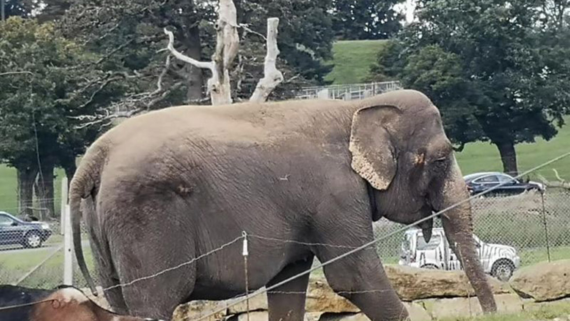 Rescapée d'un cirque, cette éléphante vit seule dans un zoo depuis 10 ...