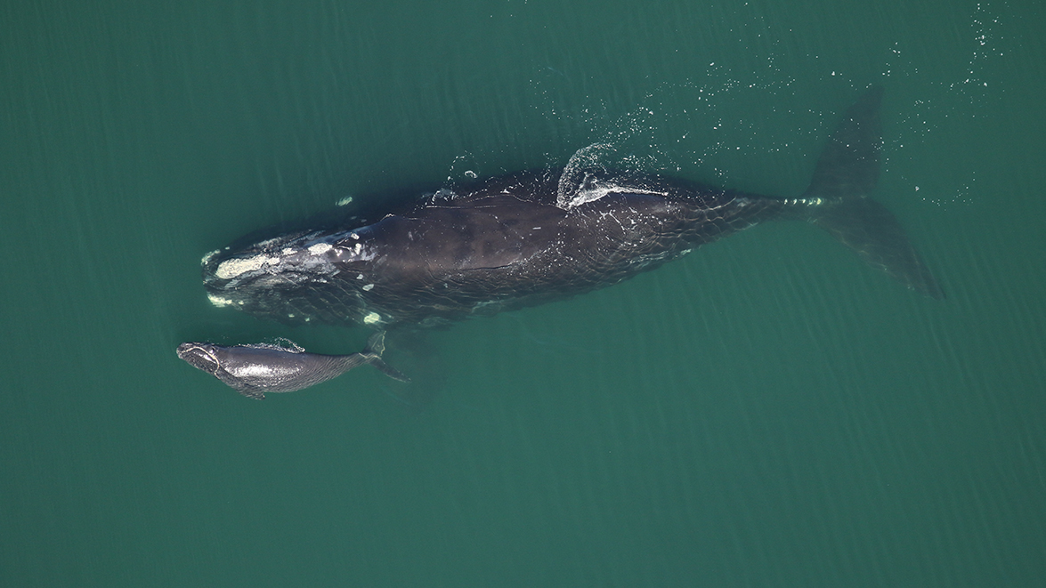 La baleine franche, l'autre géant des mers en danger - Fondation 30 ...