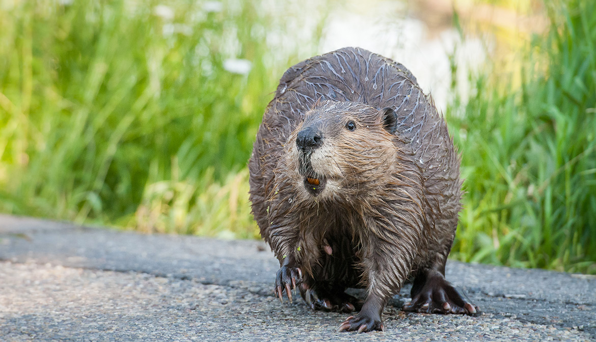Egaré dans un village, un castor a été secouru grâce à la mobilisation ...