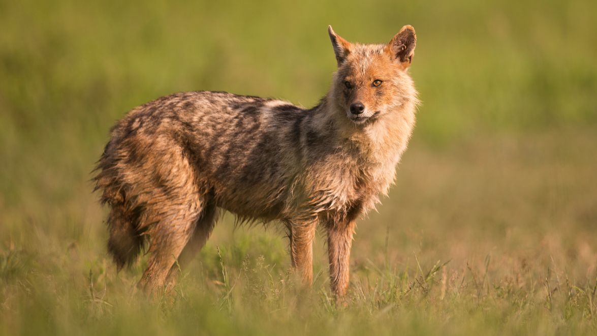 Le chacal doré : un nouveau prédateur en France ? - Fondation 30 ...