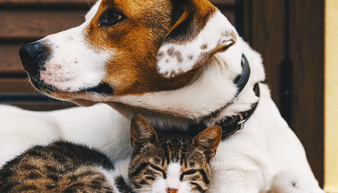 Semaine de la puce électronique pour les chiens et les chats ...