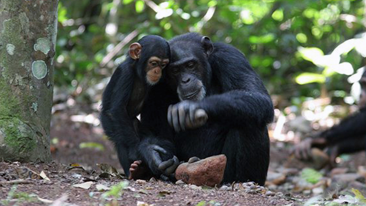 L'utilisation de pierres casse-noix chez les chimpanzés, un ...