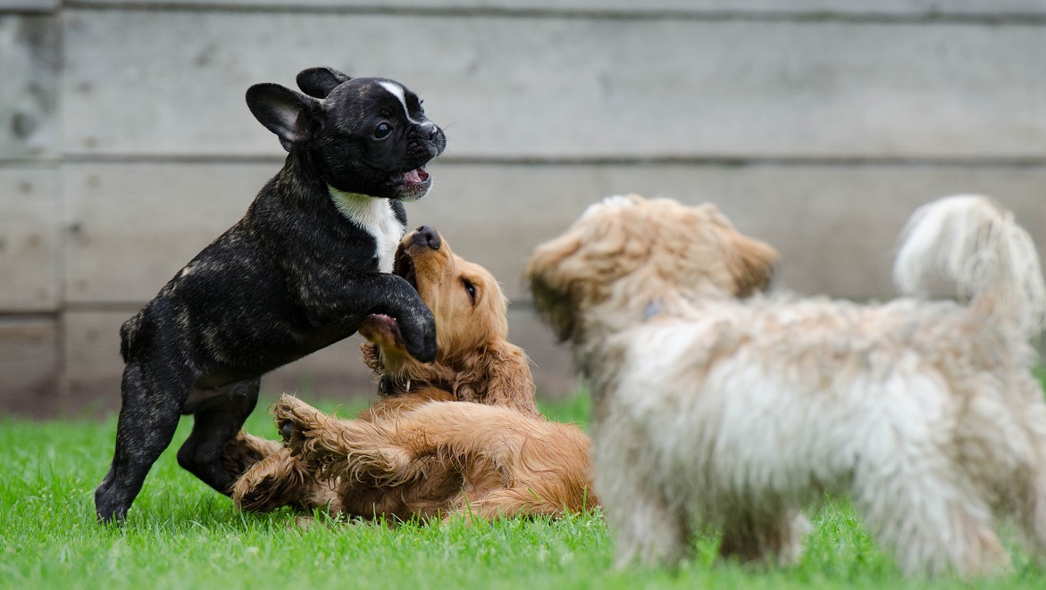 Vie pratique : Le comportement normal du chien crée aussi une ...