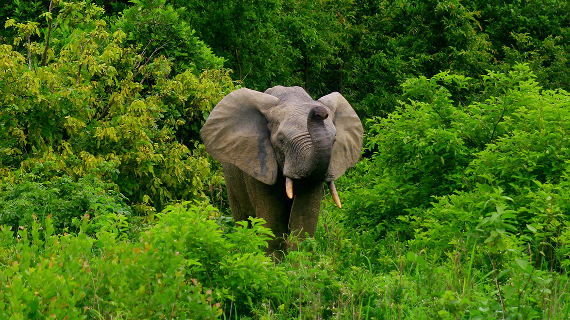 Les éléphants, emblèmes de la Côte d'Ivoire, en voie d'extinction ... Les éléphants, emblèmes de la Côte d'Ivoire, en voie d'extinction ...