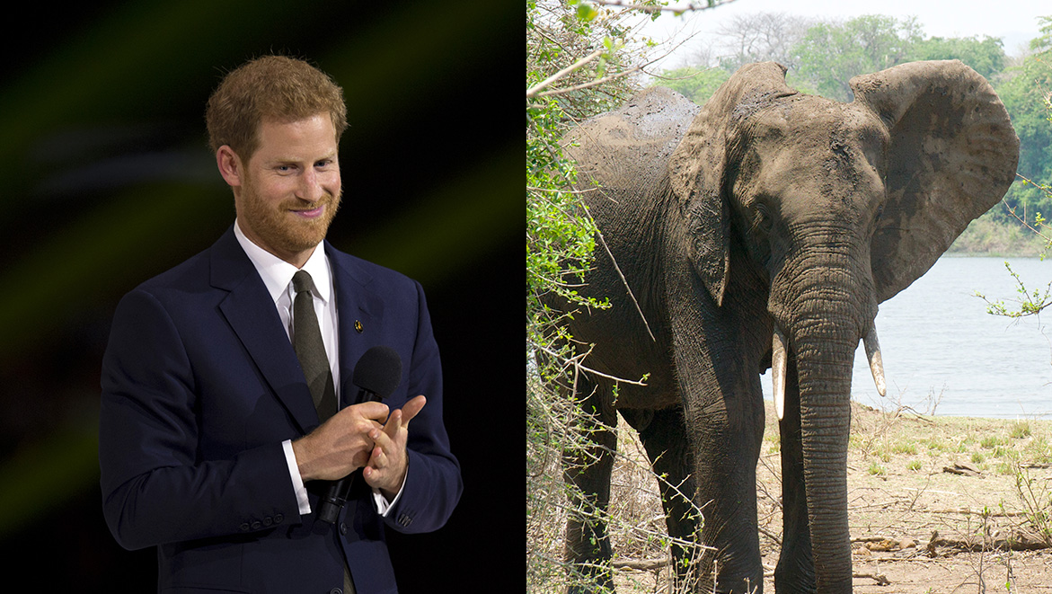 Au Malawi, le prince Harry dénonce le braconnage et appelle à défendre ...