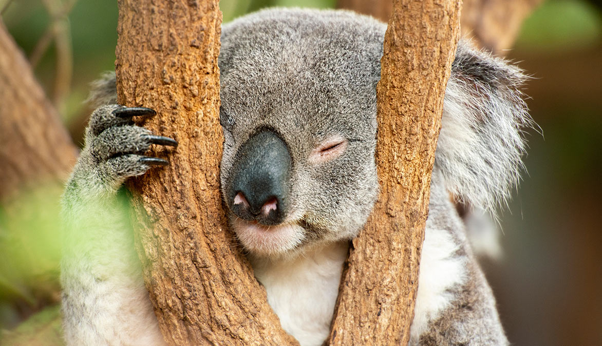 Australie : la faune et la flore plus que jamais menacées - Fondation ...