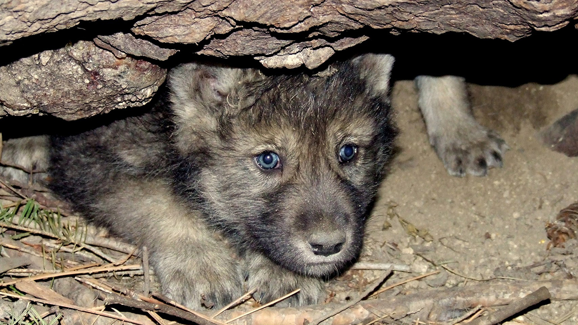 Pour la première fois en 80 ans, des loups sont nés dans le Colorado ...