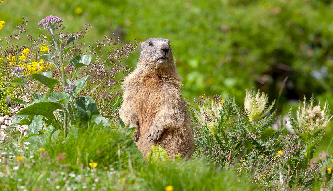 Une vingtaine d’ONG demandent l’interdiction de la chasse à la marmotte - Fondation 30 Millions ...