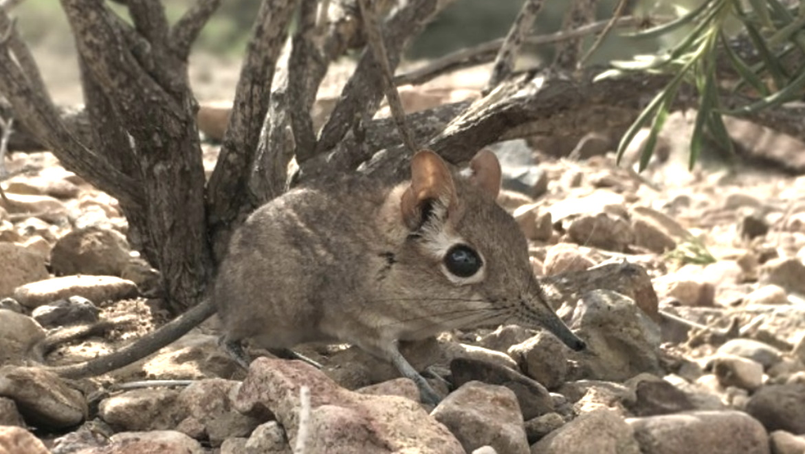 La musaraigne-éléphant de Somalie, une espèce pas si perdue - Fondation ...