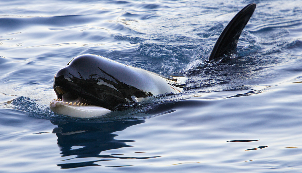 Une orque en très grande difficulté entre Rouen et le Havre - Fondation ...