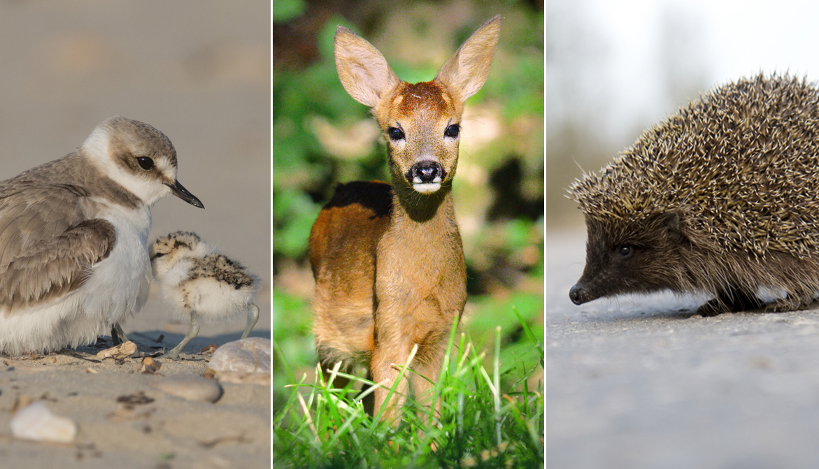 Déconfinement : protégeons la faune sauvage ! - Fondation 30 Millions d ...