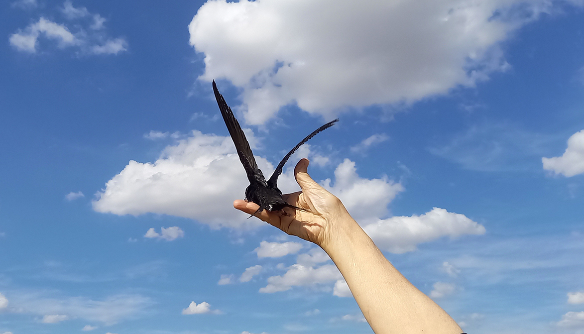 Partenaire de la Fondation 30 Millions d’Amis, le centre Apus Apuces ...