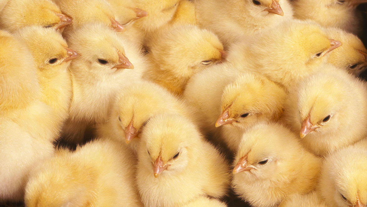 La filière des œufs « prête » pour l'arrêt du broyage des poussins ...