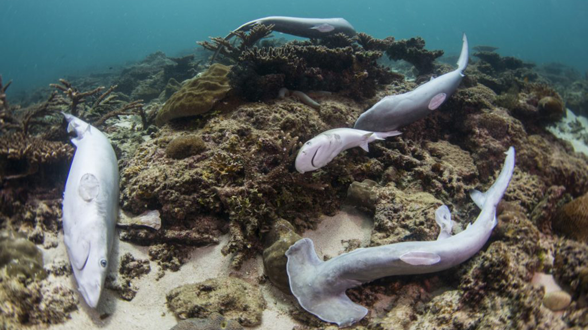 Massacre des requins pour leurs ailerons : la Fondation 30 Millions d ...