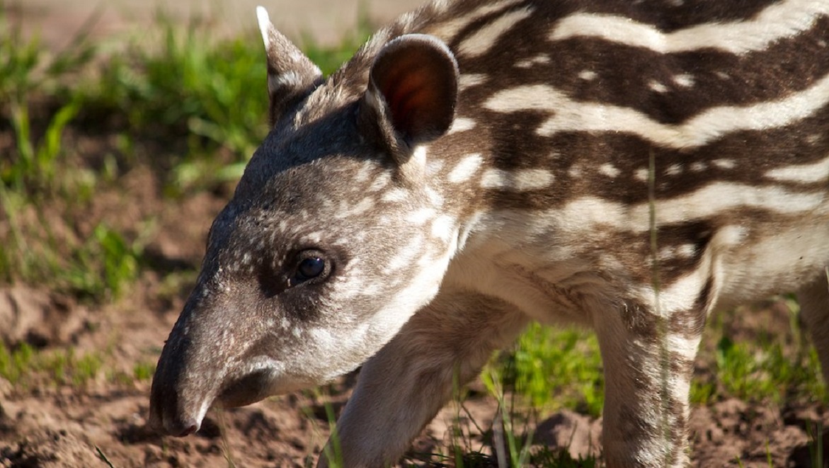 Naissance d’un bébé tapir dans la forêt atlantique au Brésil ...